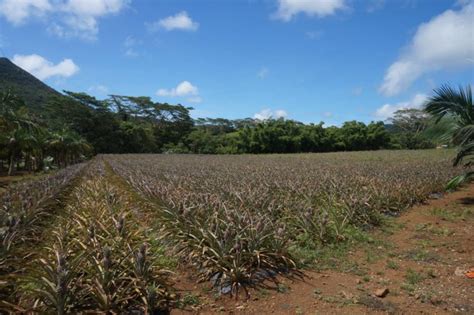 Chamarel Et La Terre Des Sept Couleurs Juste Maudinette