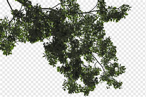 File Formats Tree Tree Leaves Image File Formats Leaf Branch Png