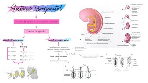 Sistema Urogenital Embriología Urogenital uDocz