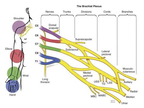 Brachial Plexus Injuries OrthoInfo AAOS