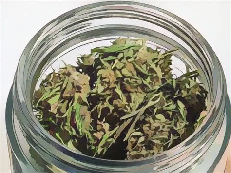 Cannabis la quantité légale de possession pour la culture personnelle