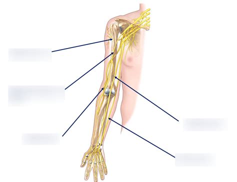 Nerves Of The Arm Diagram Quizlet
