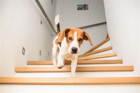Consejos Para Ayudar A Tu Perro A Superar El Miedo A Bajar Escaleras