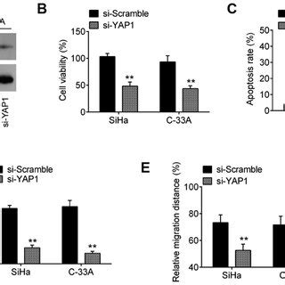 YAP1 Inhibition Suppresses Cell Viability Promotes Cell Apoptosis And