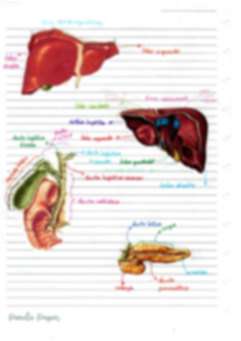 SOLUTION Anatomia Sistema Digest Rio Studypool