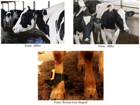 Cio Em Vacas Leiteiras Como Detectar De Forma Eficiente
