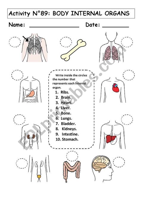 No 89 BODY INTERNAL ORGANS ESL Worksheet By Andresdomingo