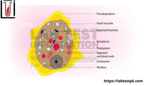 Gastrointestinal Amebiasis By Entamoeba Histolytica 56 OFF