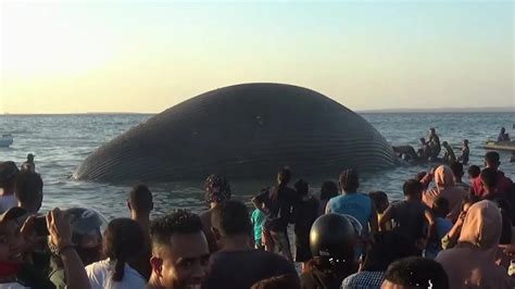 Por qué explotan las ballenas Es la pregunta viral de momento