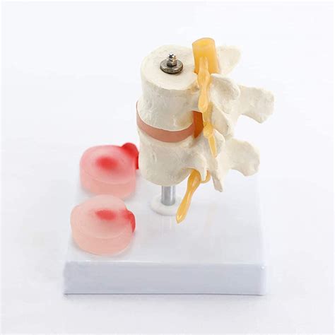 Buy KEZaiZHe Anatomy Education Model 11 Medical Teaching