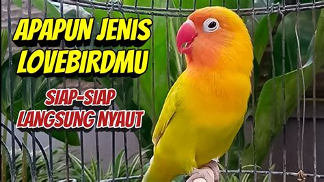 SIAP SIAP LANGSUNG NYAUT Apapun Jenis LBmu Pancingan Suara Lovebird