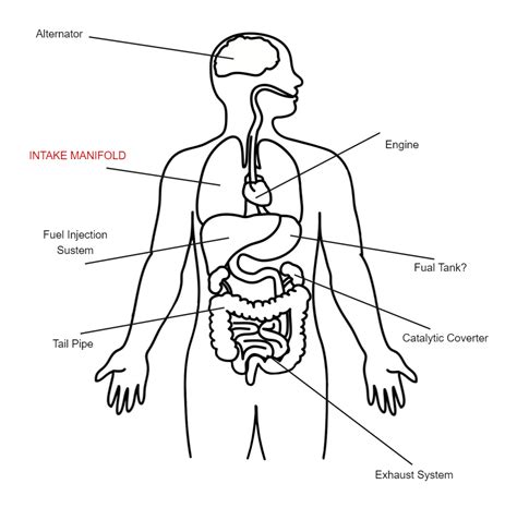 Blank Human Body Diagram EdrawMax EdrawMax Templates
