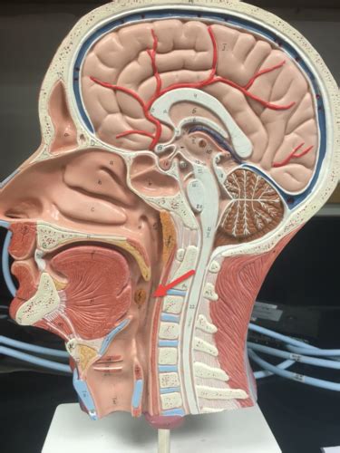 Honors Anatomy Flashcards Quizlet