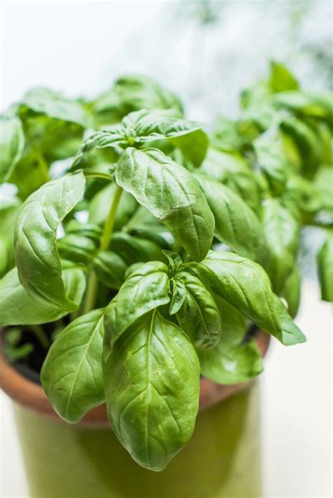 Cómo cultivar grandes plantas de albahaca A partir de semillas