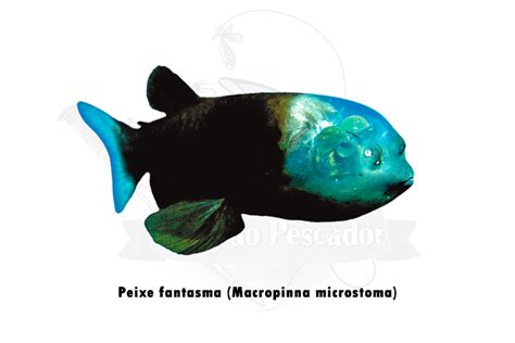 Top 11 espécies de peixes mais feios do mundo Blog do Pescador
