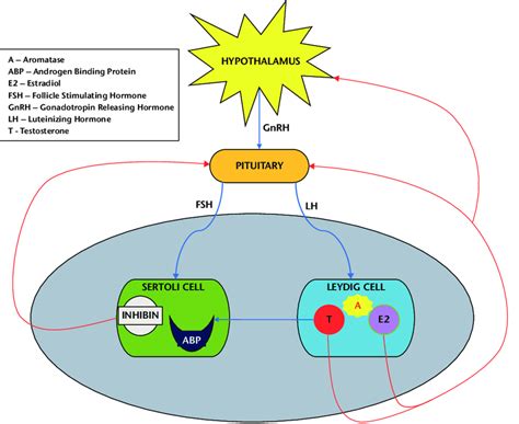Representation Of Hypothalamus Pituitary Gonadal Axis Download Scientific Diagram