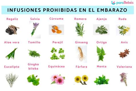 Las 20 Infusiones Prohibidas En El Embarazo