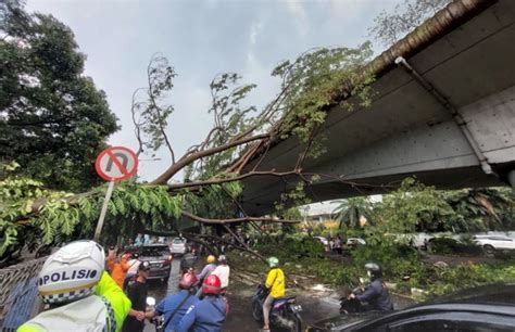 Diguyur Hujan Lebat Dan Angin Kencang 9 Pohon Di Jakarta Tumbang
