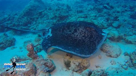 Mauritius Scuba Diving Holt Rock Makalapo YouTube