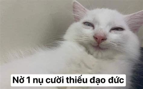 Tổng hợp 100 ảnh meme cười đểu hài hước đủ mọi sắc thái