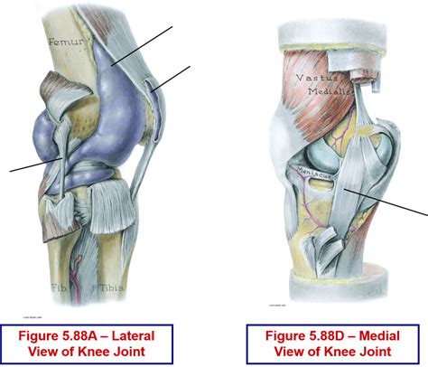 Lateral View Of The Knee Joint Diagram Quizlet