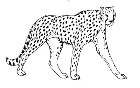 Guepardo Caminando Para Colorear Imprimir E Dibujar Coloringonly The