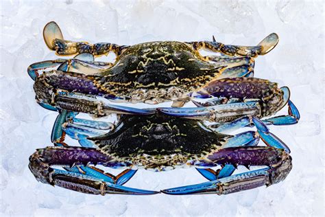 Blue Swimmer Crabs Burswood Seafood