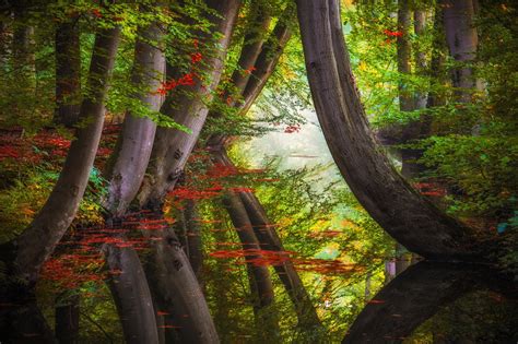 Nature Trees Landscape Summer Plants Reflection River Calm