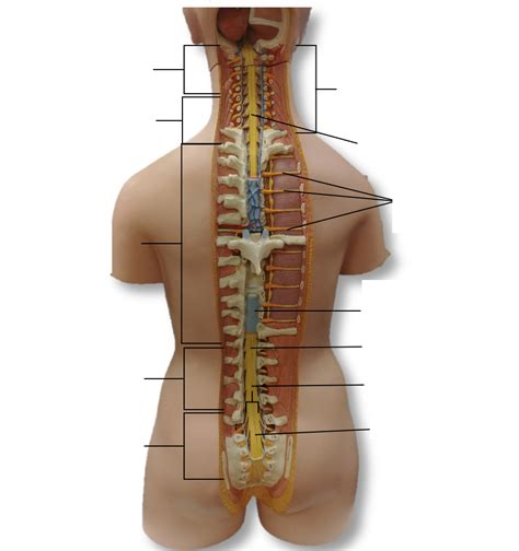 Spinal Nerves Diagram Quizlet