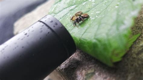 Laowa 24mm F 14 Macro Probe Lens Now On Kickstarter CineD