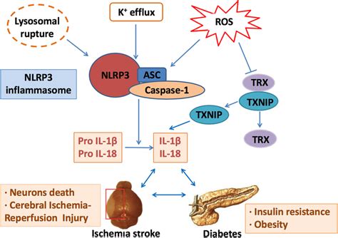 Schematic Overview Of NLRP3 Inflammasome Activation Mechanisms In