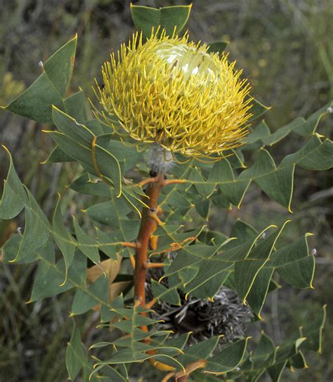 Flower Gallery Banksia 774 09