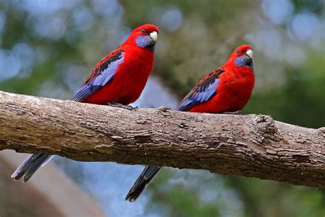Crimson Rosella Flying In Canberra At The National Gallery Drawing