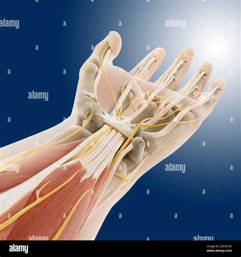 Wrist Tendon Anatomy