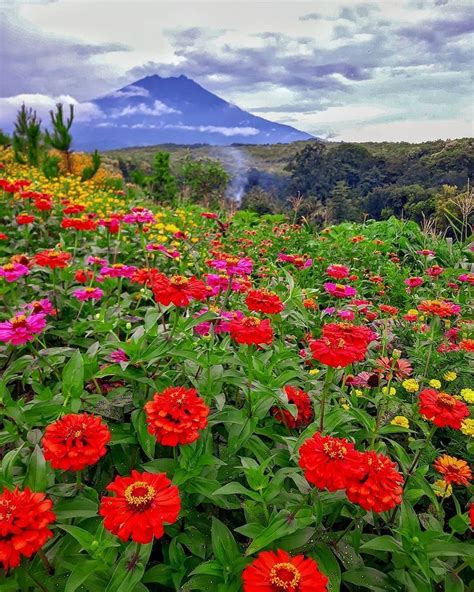 6 Wisata Bukit Di Banyuwangi Tempat Memanjakan Mata