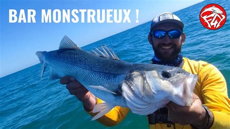 Des Bars MONSTRUEUX alors qu on y croyait plus pêche du bar aux