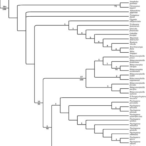 bayesian inference phylogeny based on morphological characters download scientific diagram
