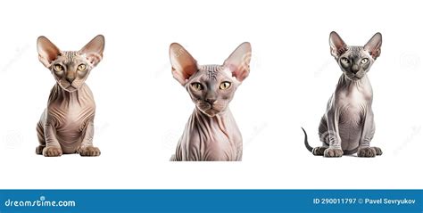 A Beautiful Sphynx Cat The Enigmatic Elegance Exploring The World Of