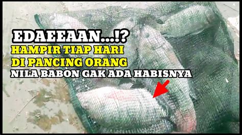 CARA MANCING IKAN NILA UMPAN YANG TEPAT UNTUK NILA BABON YANG SUSAH