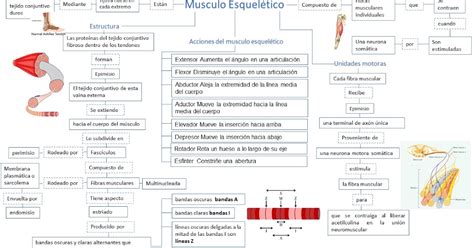 Sistema Musculo Esqueletico Mapa Conceptual Actualizado Noviembre The