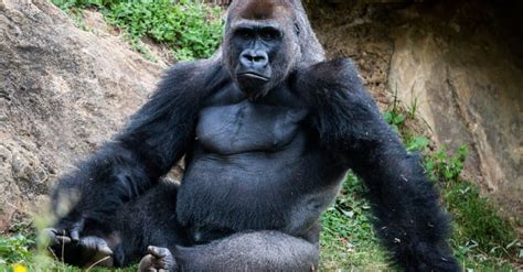 ゴリラ スピリット 動物の象徴と意味 blogcacanhminiのblog