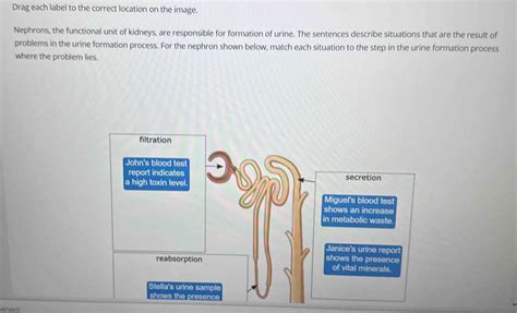 Drag Each Label To The Correct Location On The Image Nephrons The