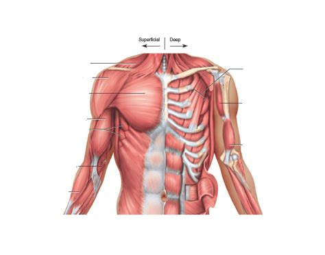 Chest Muscles Diagram Quizlet