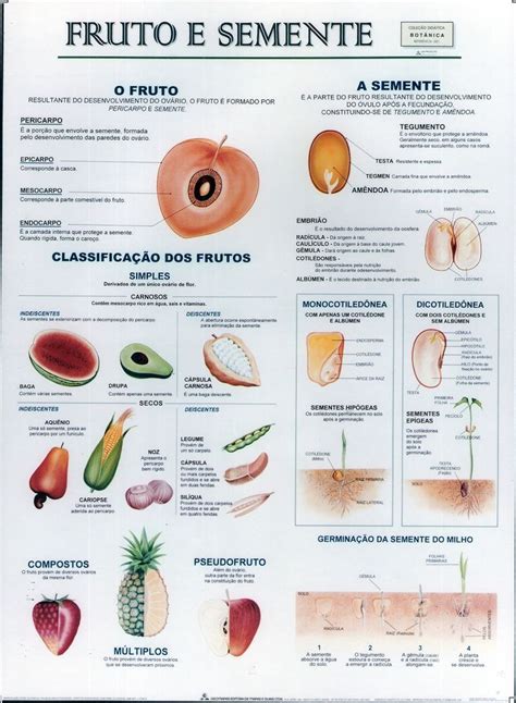Mapas de Botânica Laminado Pense Repense Educação Botânica