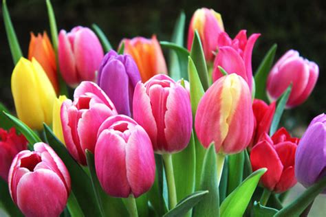 Frühlingsbilder Frühling kostenlose Bilder download titania foto