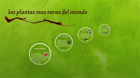 Las Plantas Mas Raras Del Mundo By Zineddine Belgaid