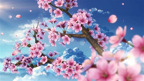 Update Anime Cherry Blossom Wallpaper K Latest In Coedo Vn