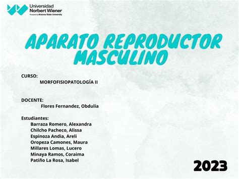 Aparato Reproductor Masculino Alexandra Barraza Romero UDocz