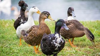 Influenza aviaire hautement pathogène IAHP passage du niveau de