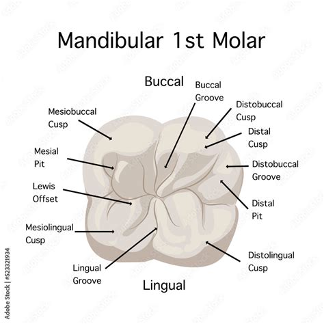 Top View Of Mandibular 1st Modal Anatomy On White Background Maxillary
